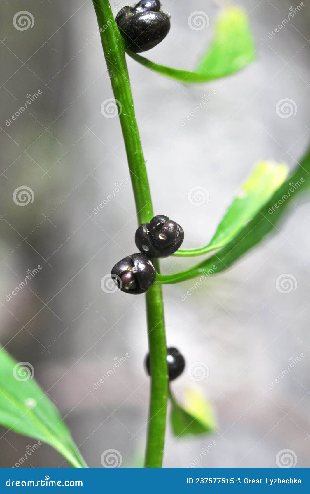 Dentaria Bulbifera Grows in the Forest in Spring Stock Image - Image of ...