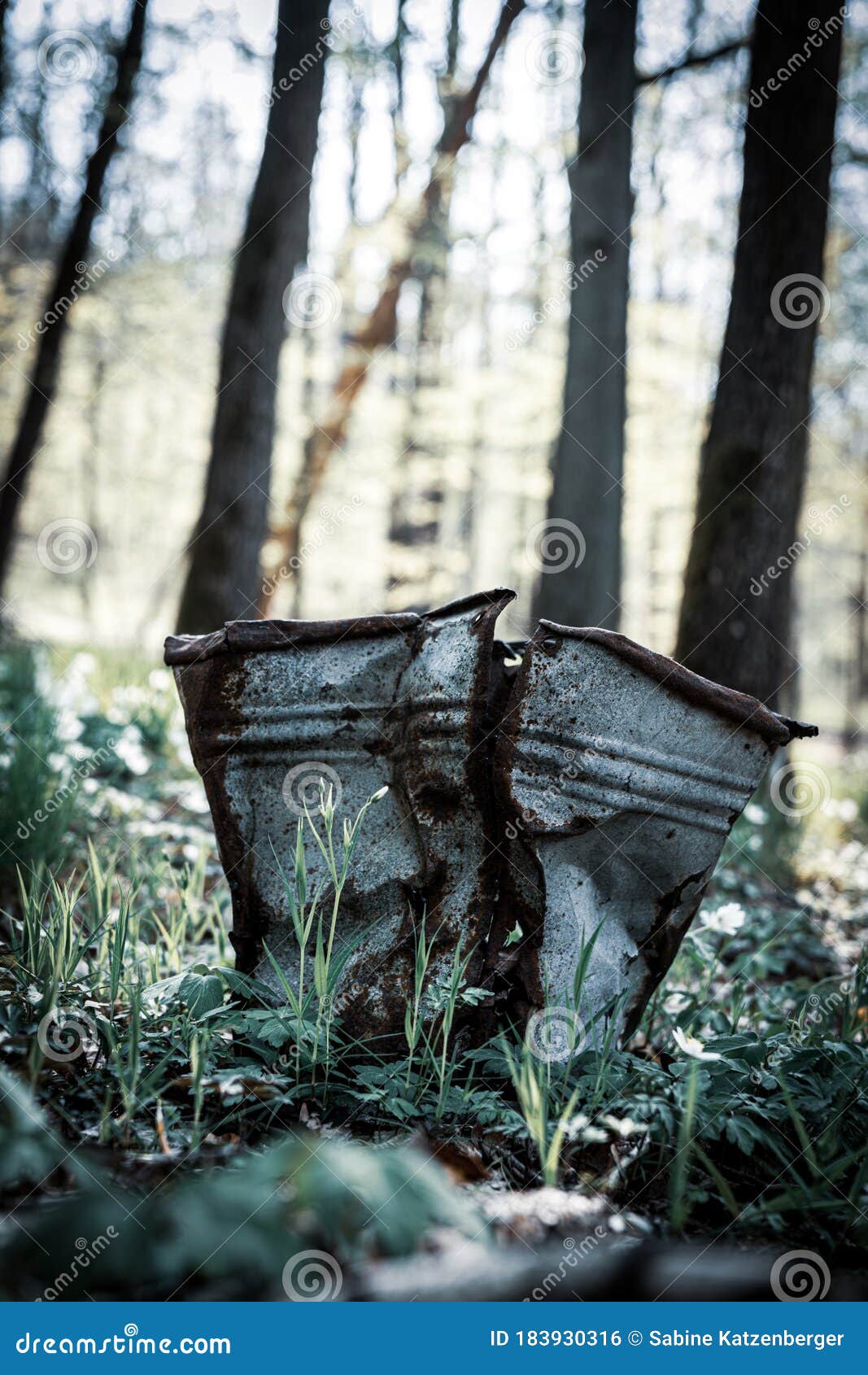 Dented Bucket in the Forest Stock Photo - Image of pail, anemone: 183930316