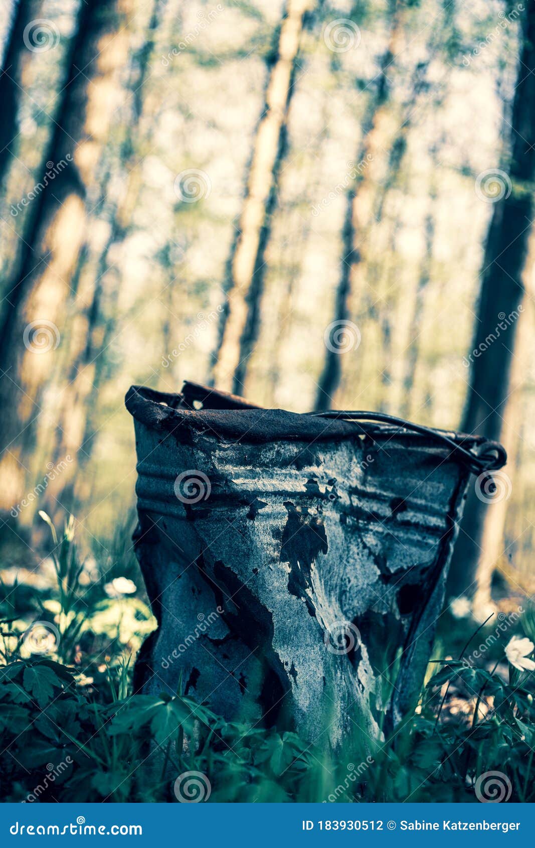 Dented Bucket in the Forest Stock Photo - Image of dented, outdoor ...