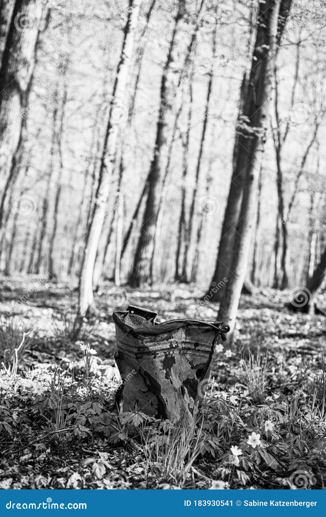 Dented Bucket in the Forest Stock Image - Image of oldfashioned ...