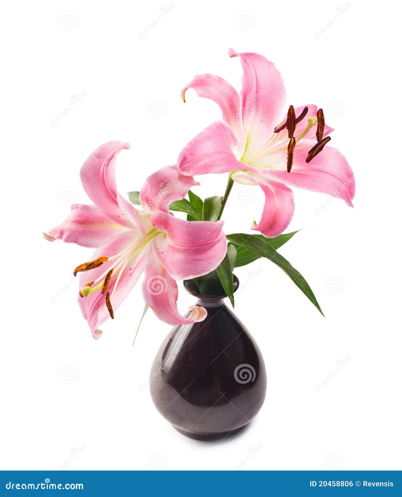 Dentelli Il Giglio in Vaso Nero Delle Terraglie Fotografia Stock ...