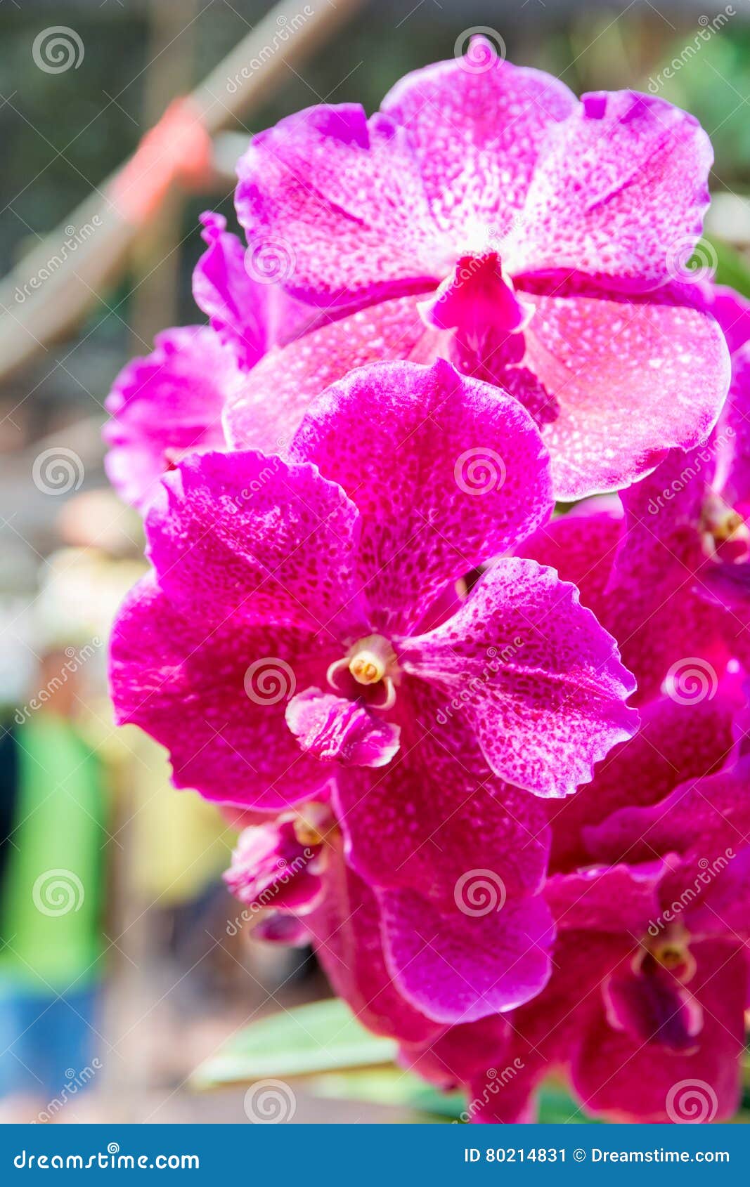 Dentelli L'orchidea Di Vanda Immagine Stock - Immagine di botanico ...