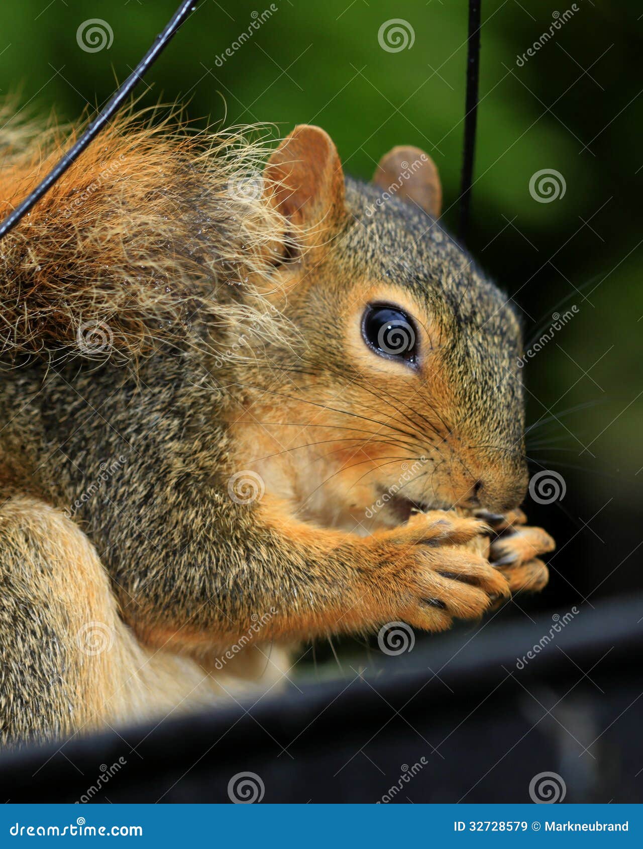 Dentes do esquilo imagem de stock. Imagem de quintal - 32728579
