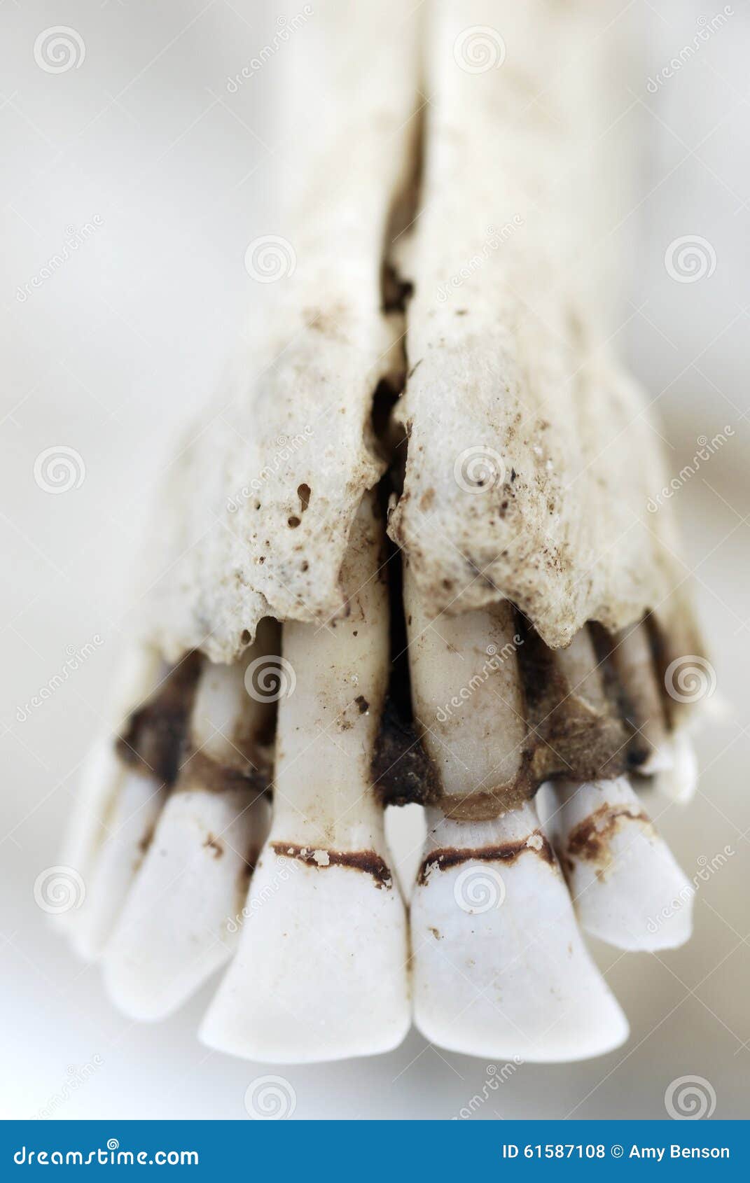 Dentes e ossos dos cervos foto de stock. Imagem de dentadura - 61587108