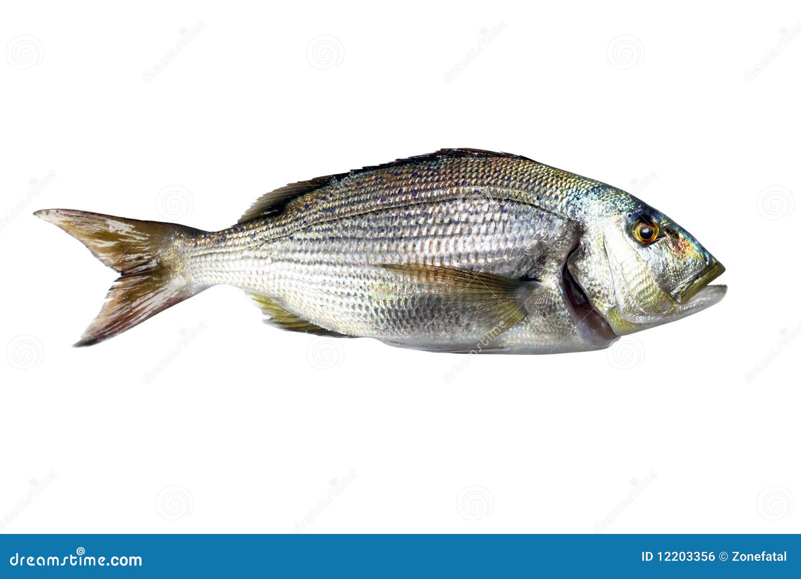 Dentex Fish stock photo. Image of cook, fishery, cuisine - 12203356
