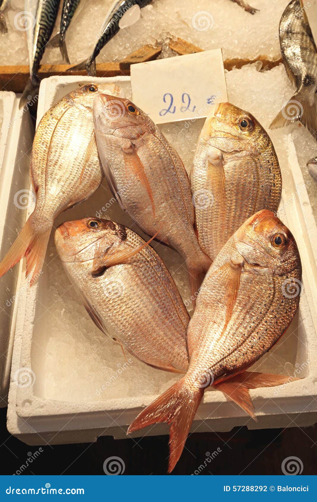 Dentex Fish stock photo. Image of dentex, sparidae, seafood - 57288292