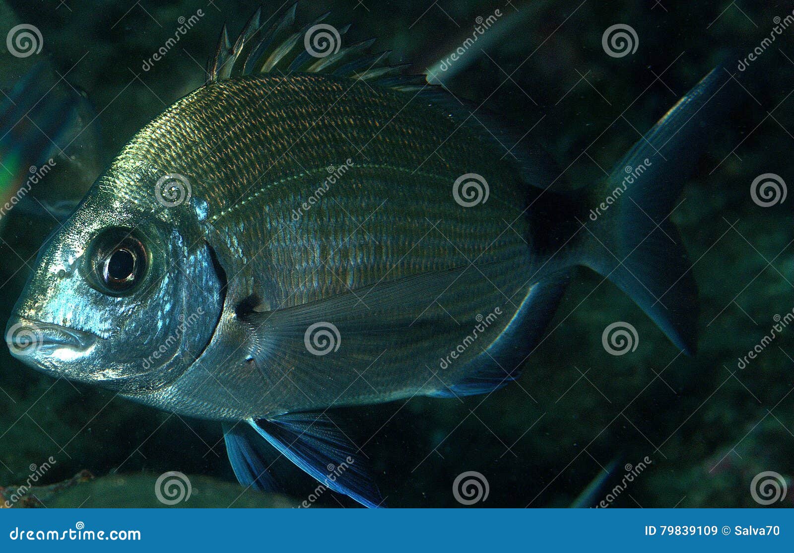 Dentex stock image. Image of dentex, cephalopod, coral - 79839109