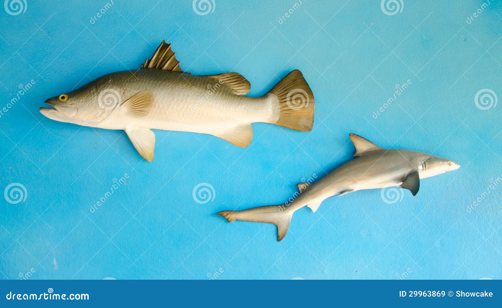 Dentex Vulgaris Toothed Sparus Snapper Fish Stock Image - Image of full ...