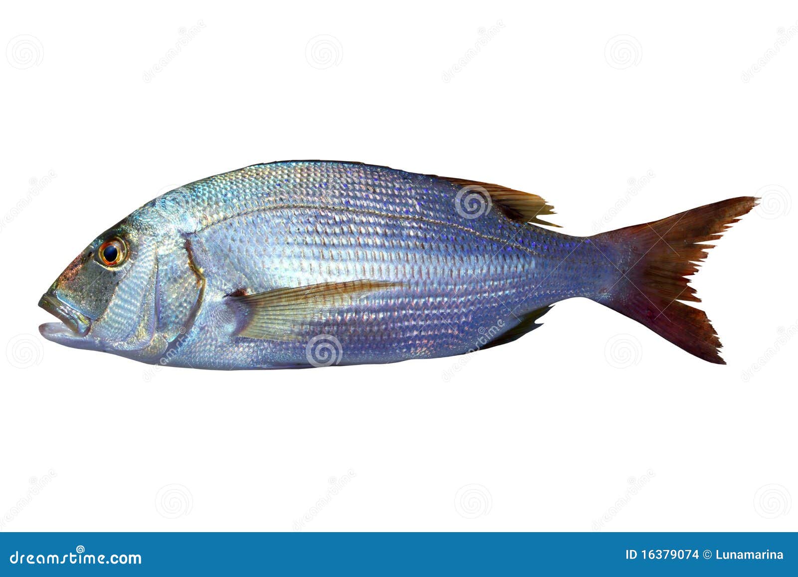 Dentex Vulgaris Toothed Sparus Snapper Fish Stock Photo - Image of ...