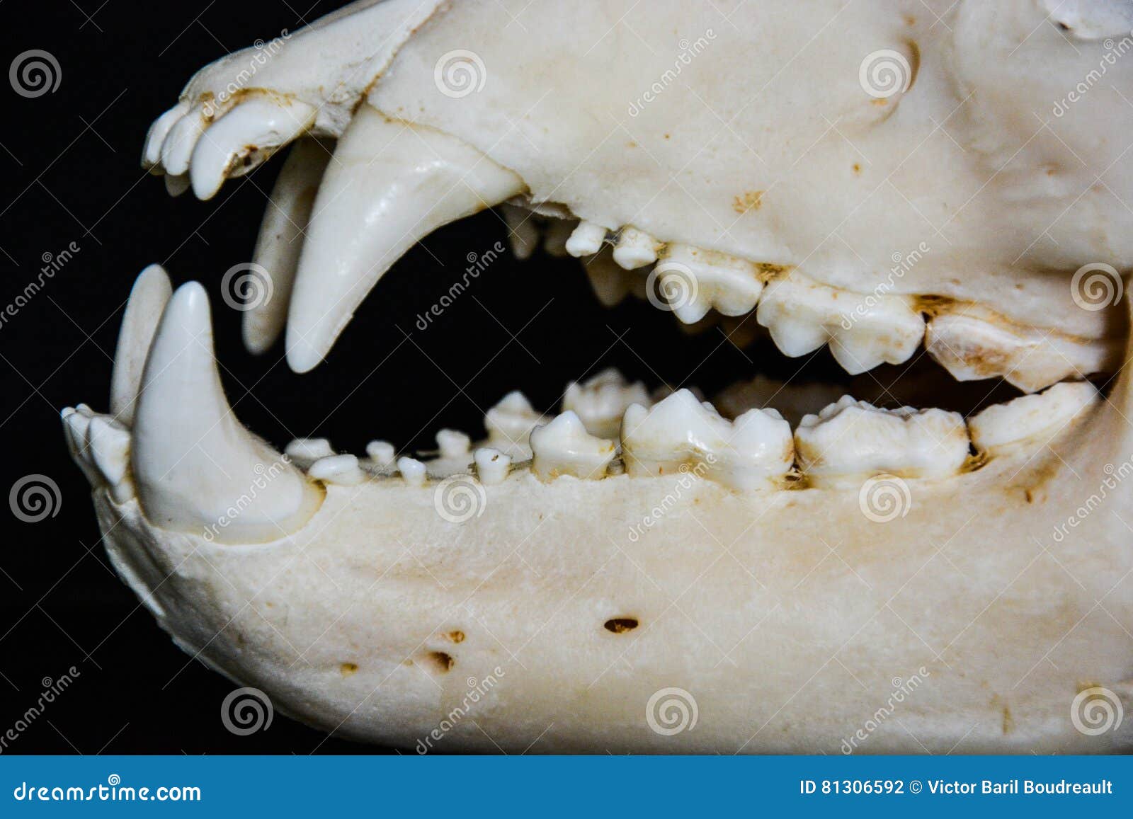 Denti Dal Cranio Di Un Orso Fotografia Stock - Immagine di creativo, sfondo: 81306592