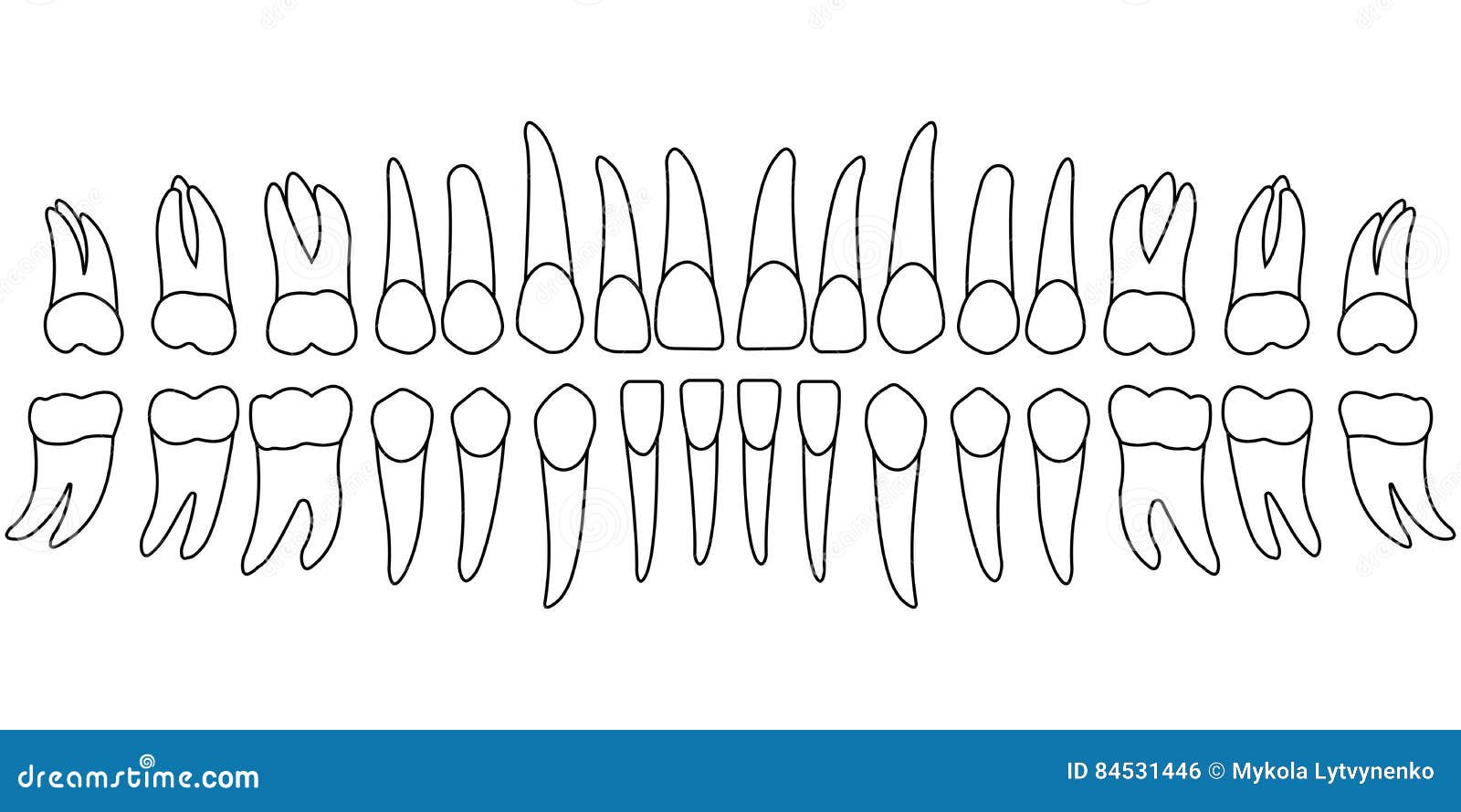 Denti Del Grafico Del Dente Illustrazione Vettoriale - Illustrazione di ...