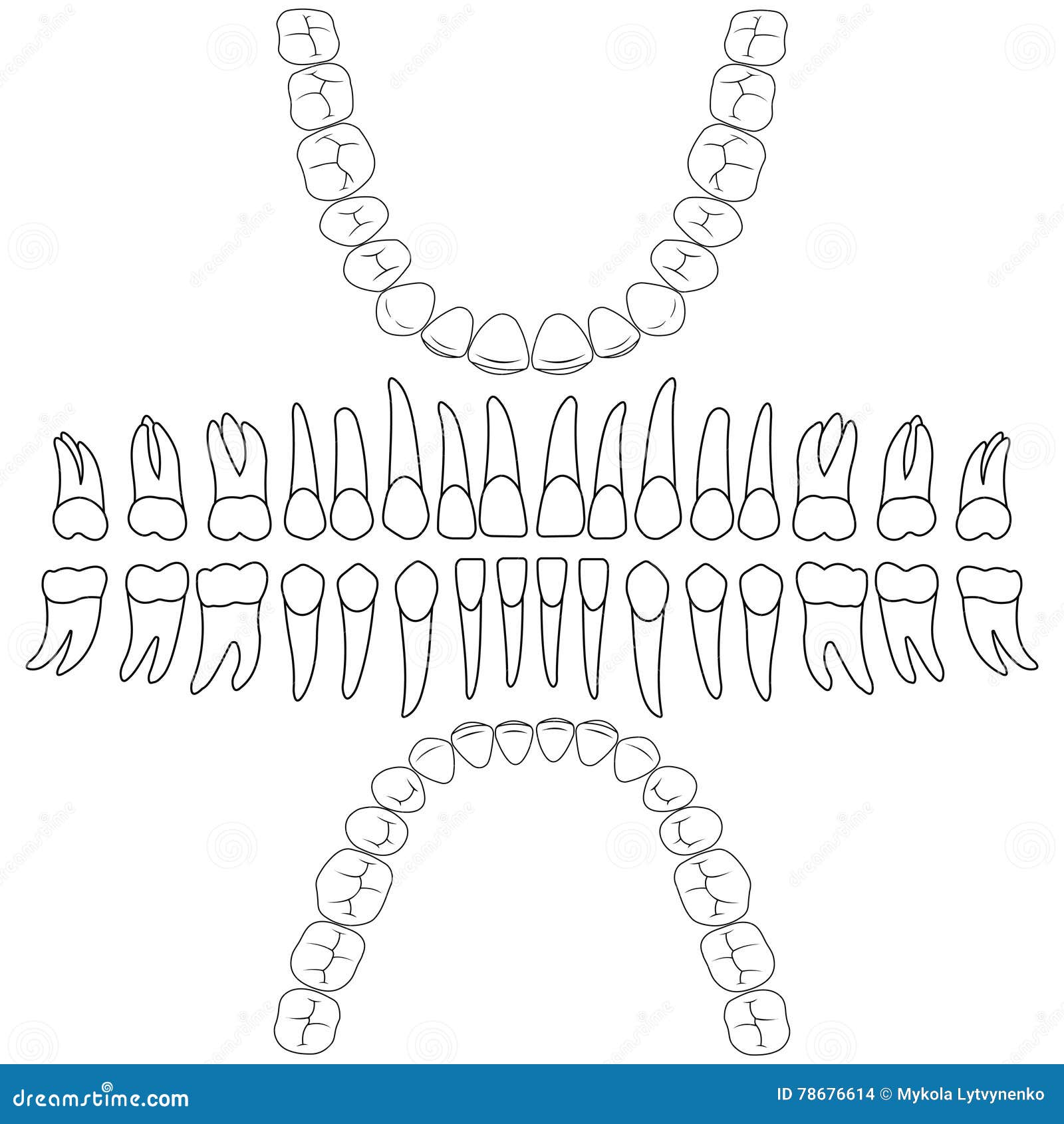 Denti dentari di formula illustrazione vettoriale. Illustrazione di ...