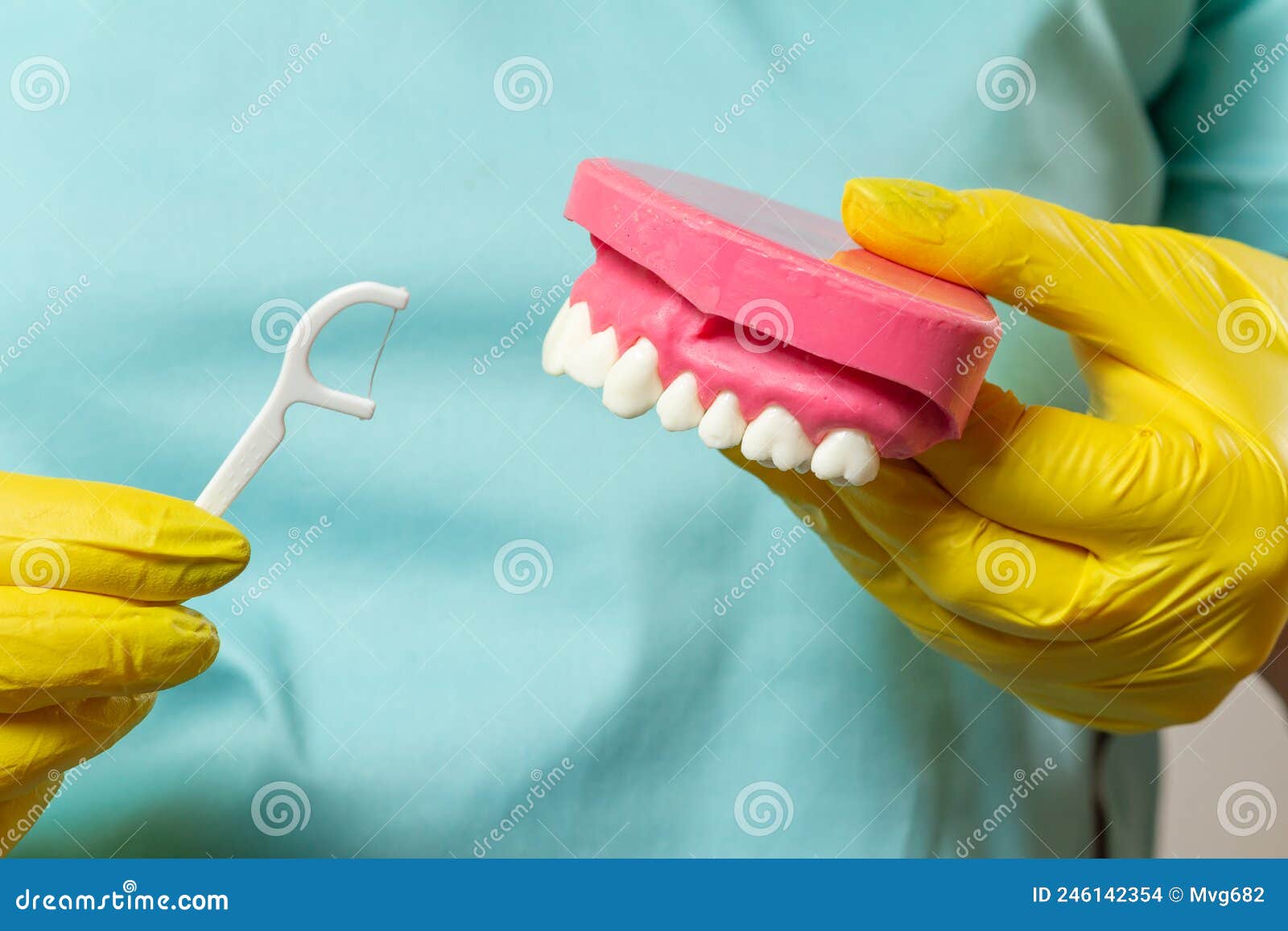 Dentist with Floss Toothpick and Layout of the Human Jaw. Stock Photo ...