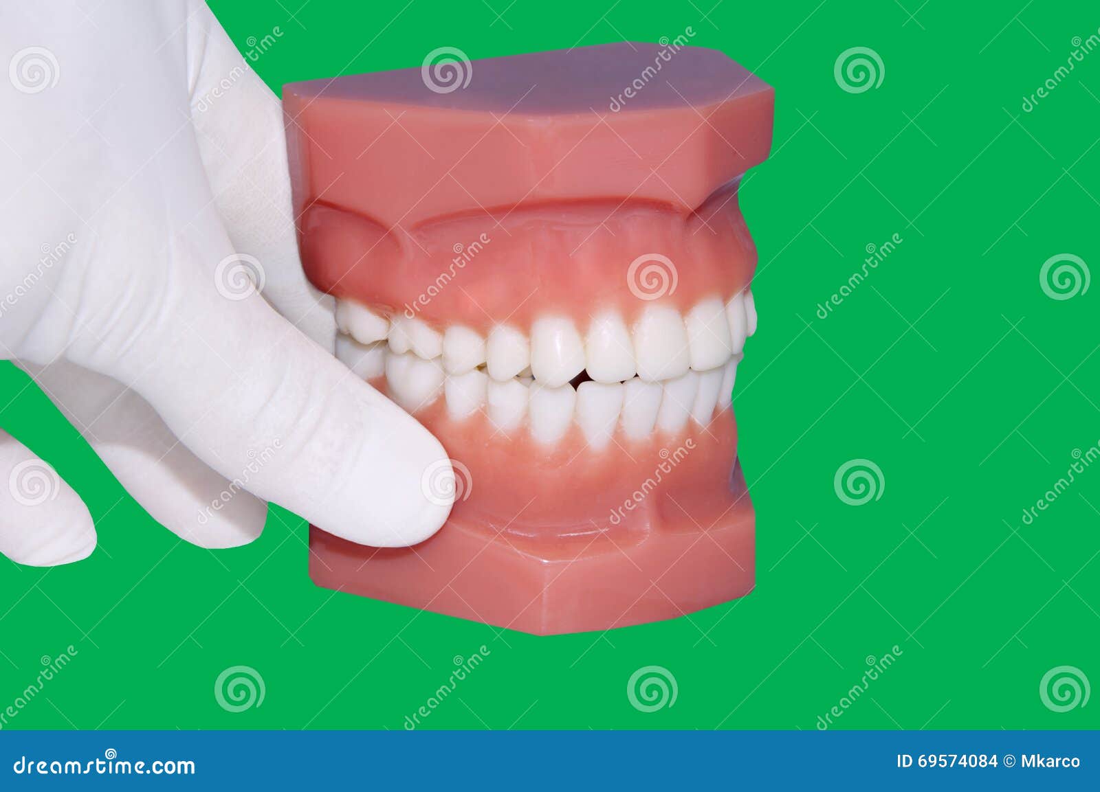 Dentist Hand Show Model of Teeth Stock Photo - Image of correction ...