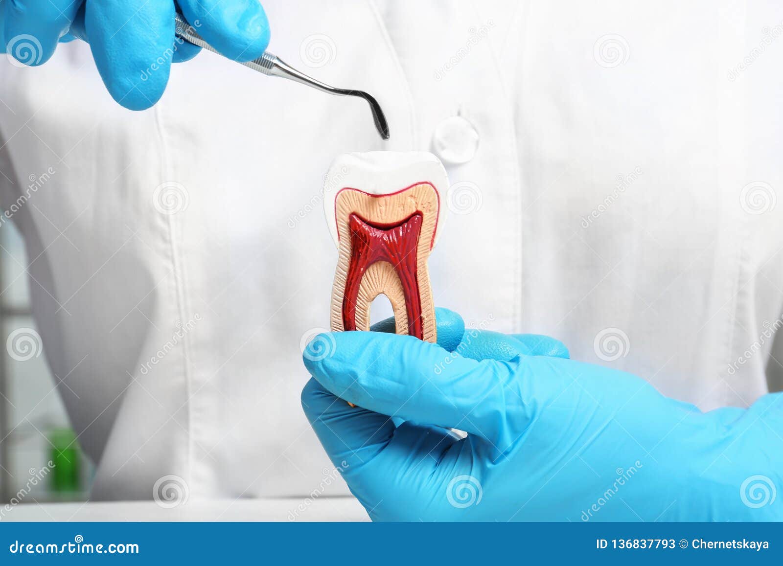 Dentist Holding Educational Model of Tooth and Professional Tool Stock ...