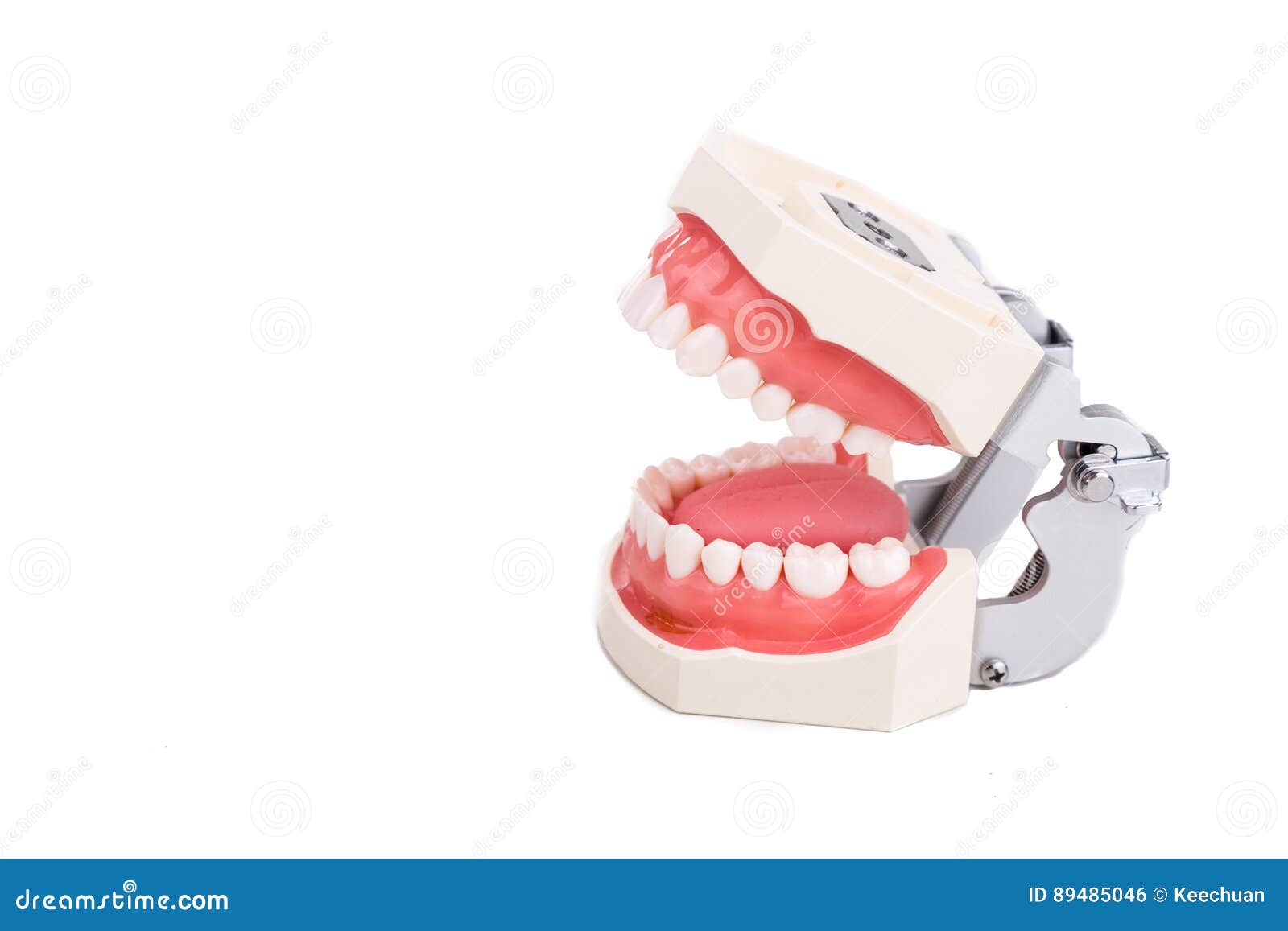Dentist Orthodontic Teeth Model with Focus on Side Teeth Stock Photo ...