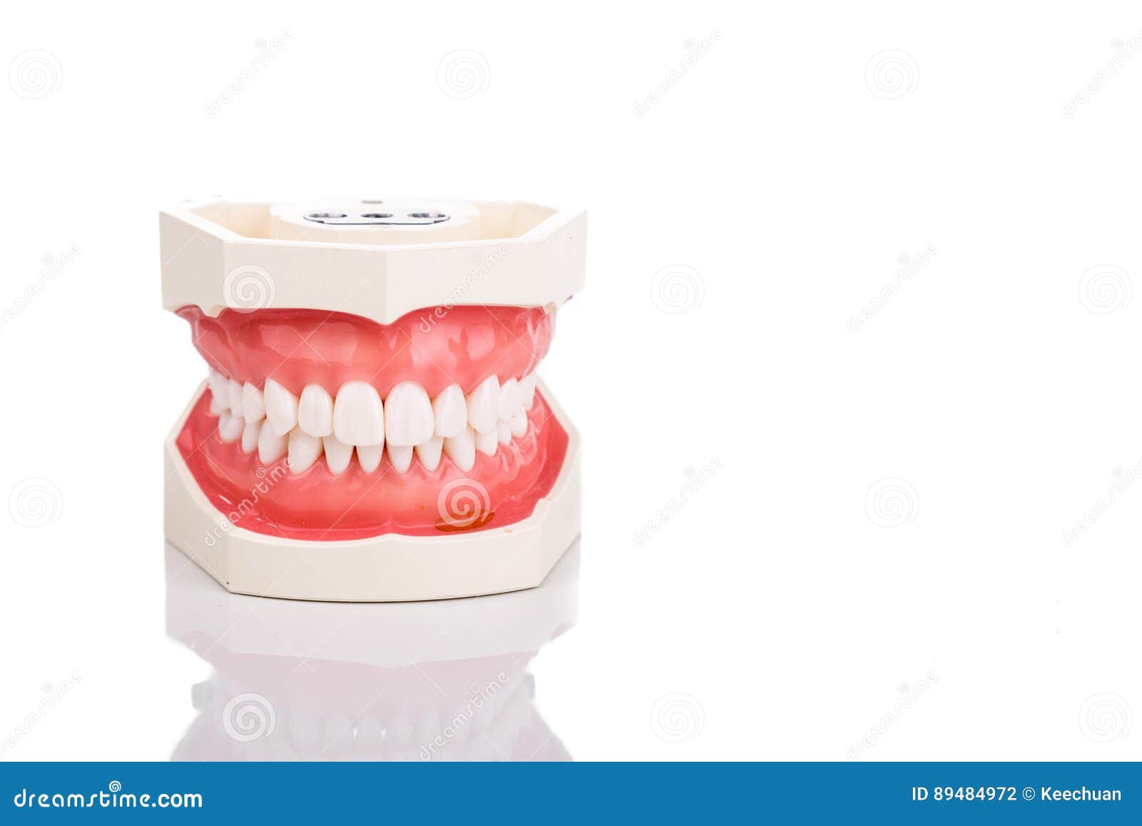 Dentist Orthodontic Teeth Model With Focus On Side Teeth Stock ...