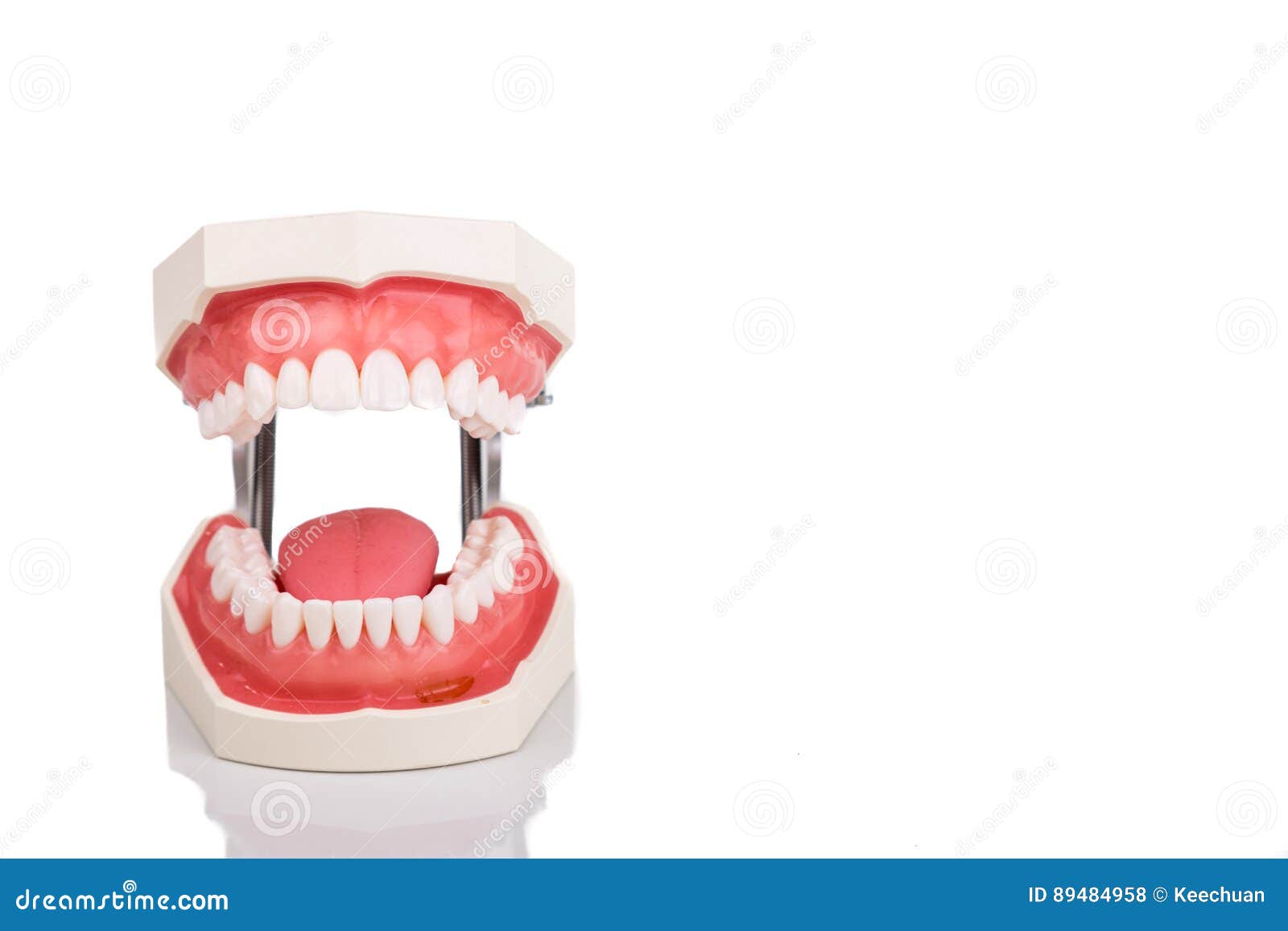 Dentist Orthodontic Teeth Model with Jaw Opened Stock Photo - Image of ...