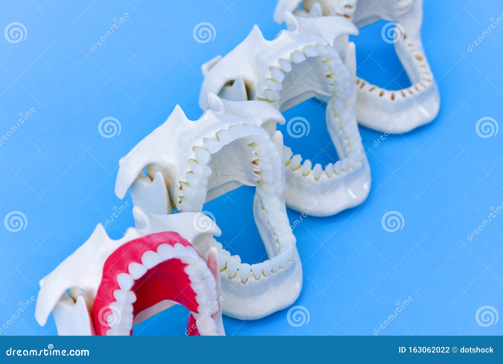 Dentist Orthodontic Teeth Models Stock Photo - Image of human, open ...
