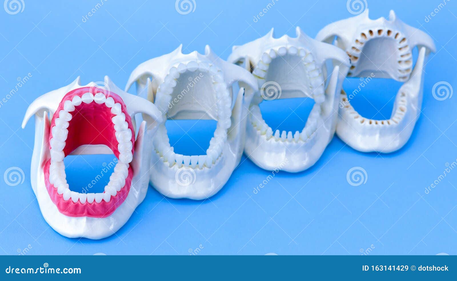 Dentist Orthodontic Teeth Models Stock Image - Image of dentist, blue ...