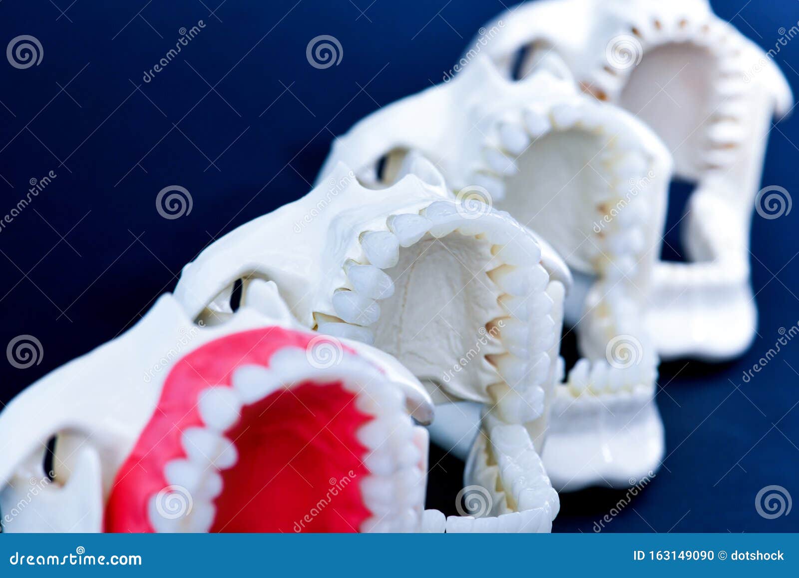 Dentist Orthodontic Teeth Models Stock Photo - Image of dentist ...