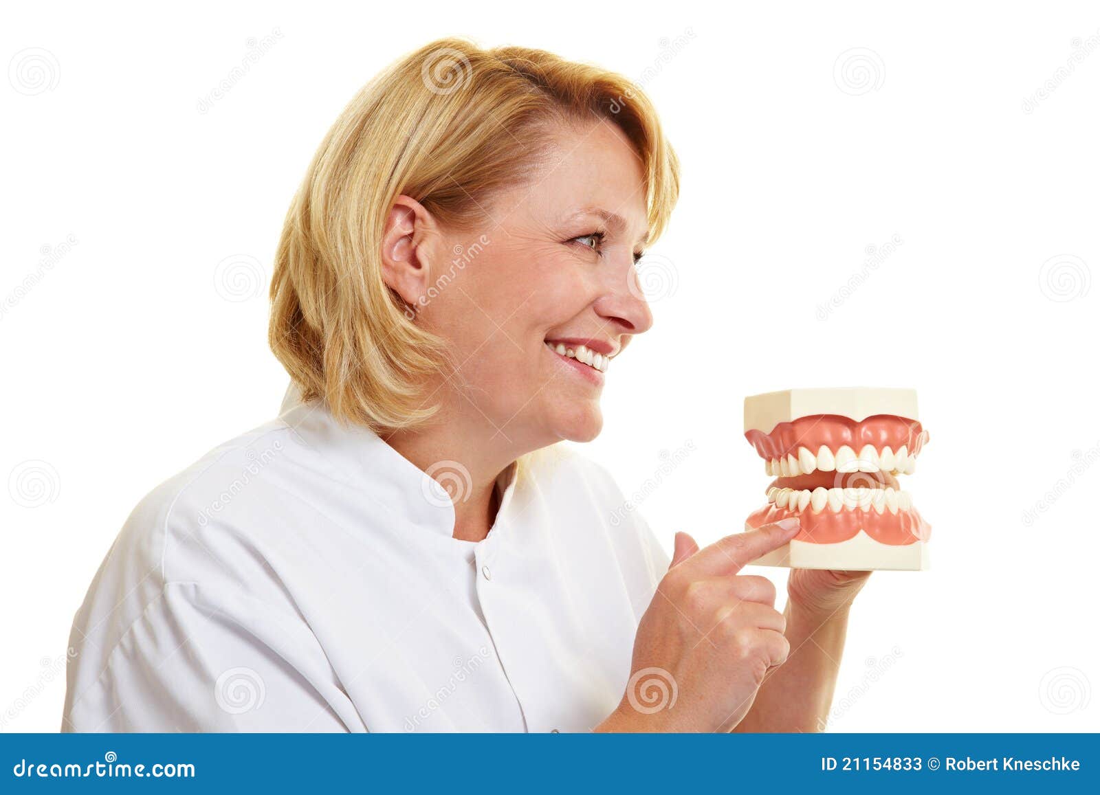 Dentist Showing Teeth Model Stock Image - Image of dental, caucasian ...