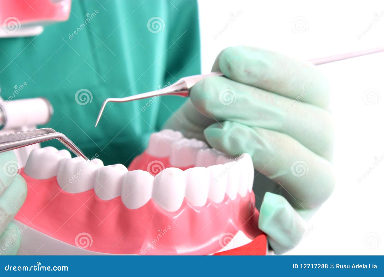 Dentist Shows a Model for Healthy Teeth Stock Photo - Image of ...