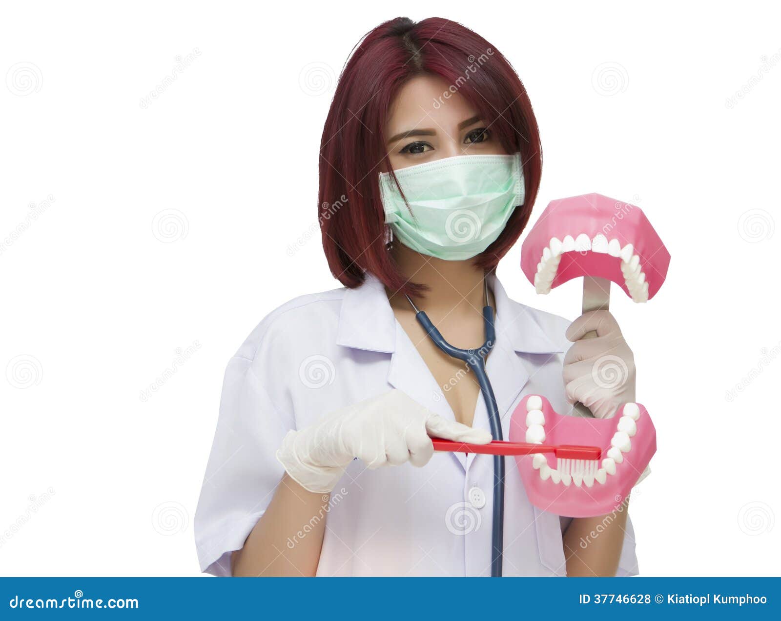 Dentist Woman with the Teeth Model Stock Photo - Image of beauty ...