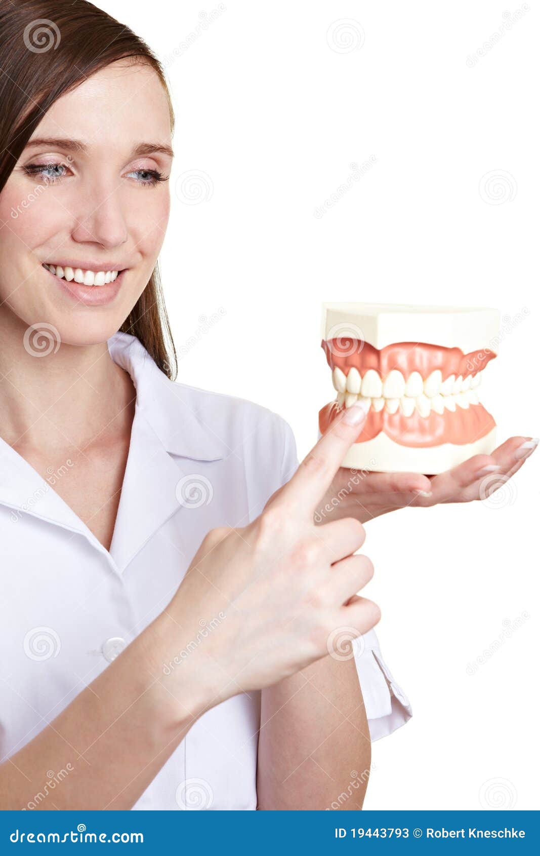 Dentista Con El Modelo De Los Dientes Artificiales Imagen de archivo ...