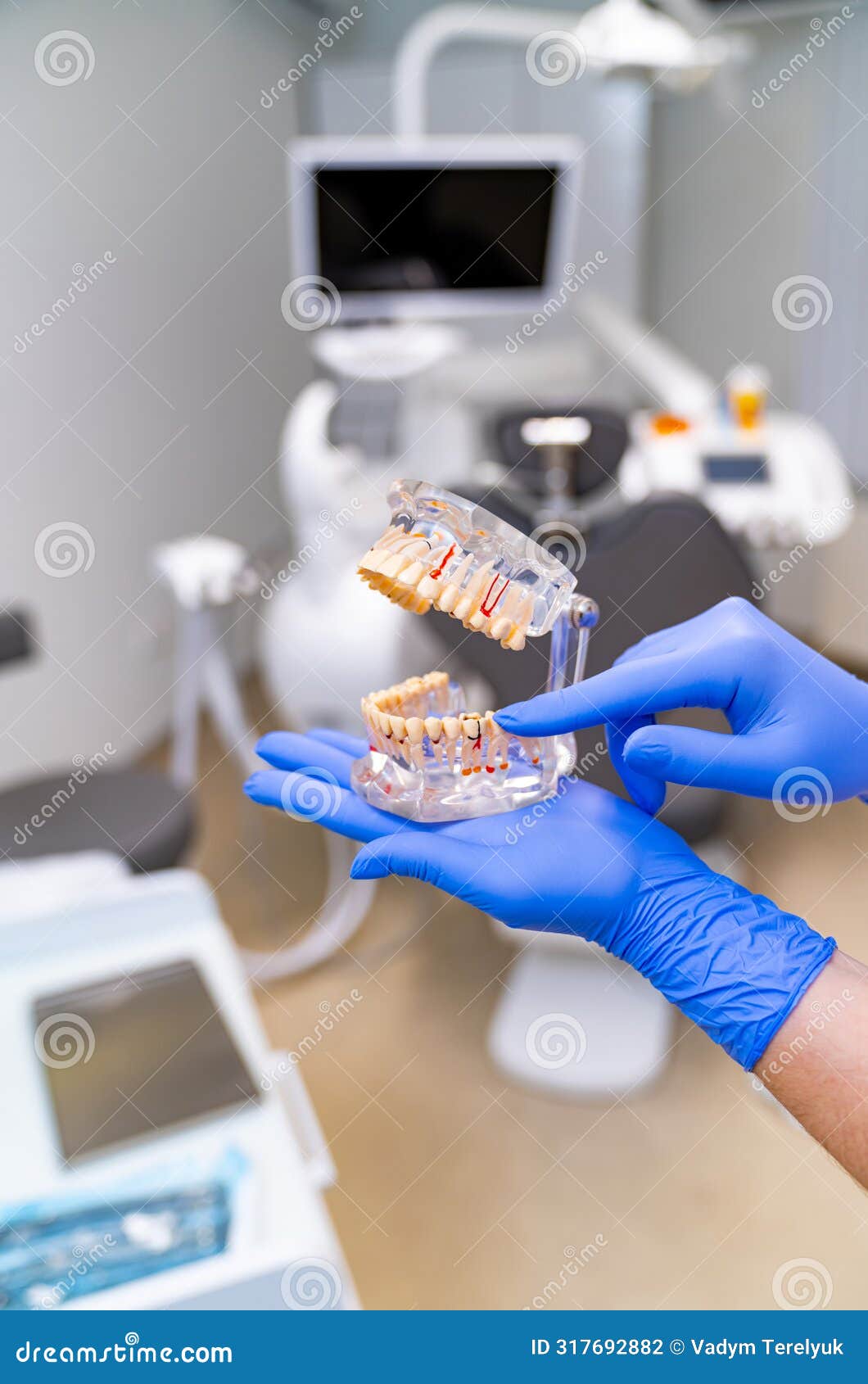 Dentistry Upper and Lower Jaws. Jaw Medical Plastic Model Stock Photo ...