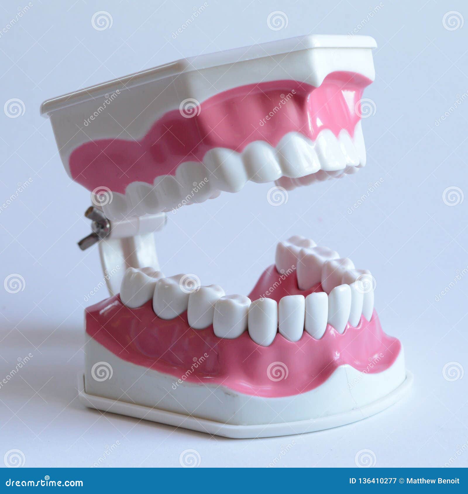 Dentists Tooth Display stock image. Image of appointment - 136410277