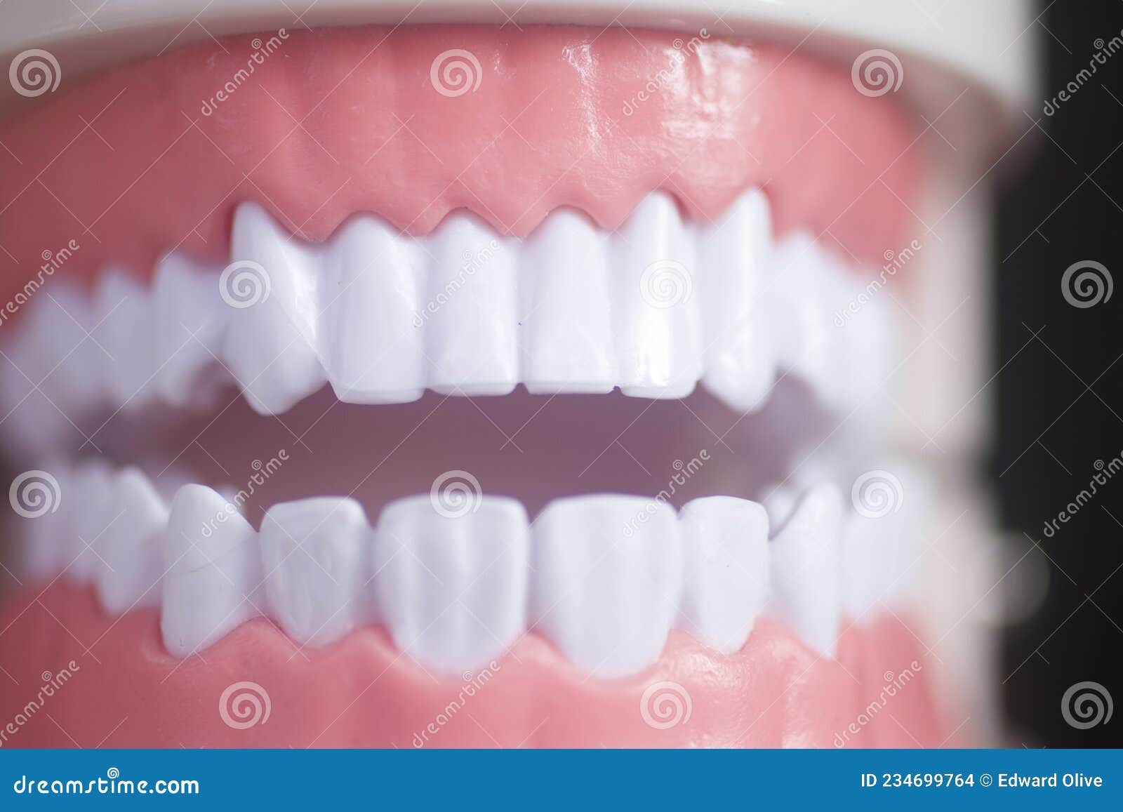 Dental white teeth model stock photo. Image of dental - 234699764