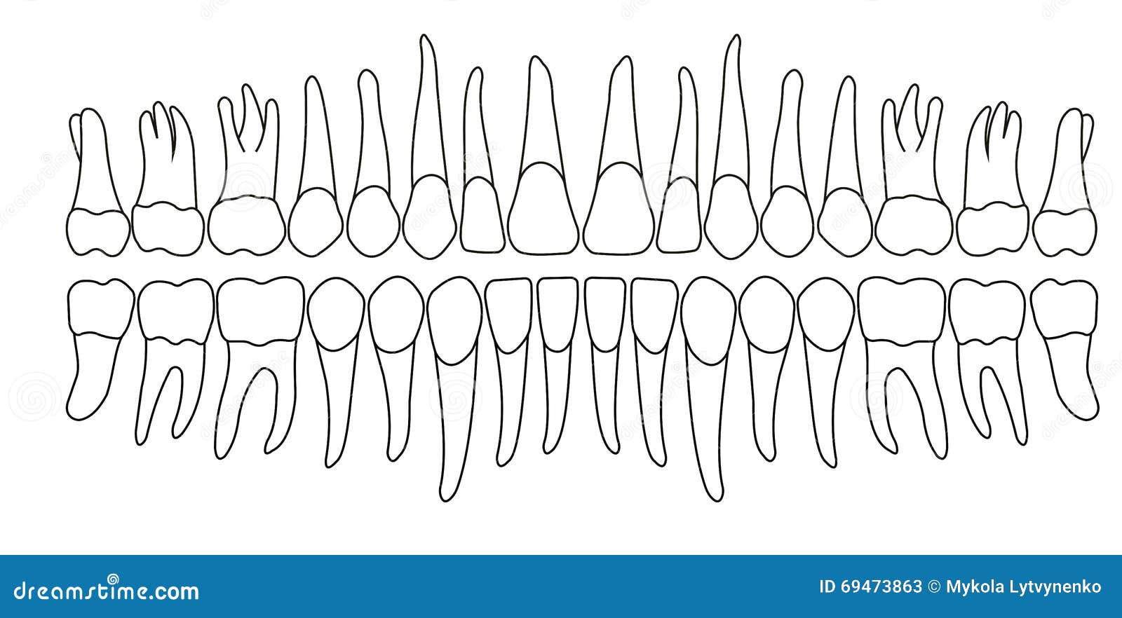 Dentition Cartoon Vector | CartoonDealer.com #69473863