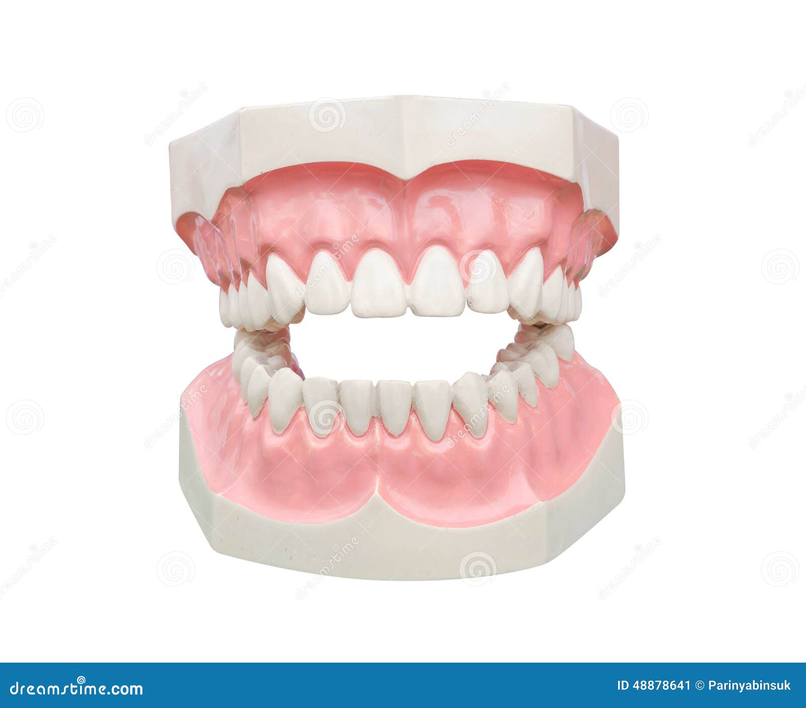 Dentoform, Dental Teeth Model Stock Image - Image of incisive, clean ...