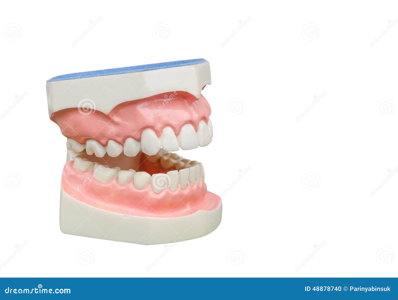 Dentoform, Dental Teeth Model Stock Photo - Image of clean, medical ...