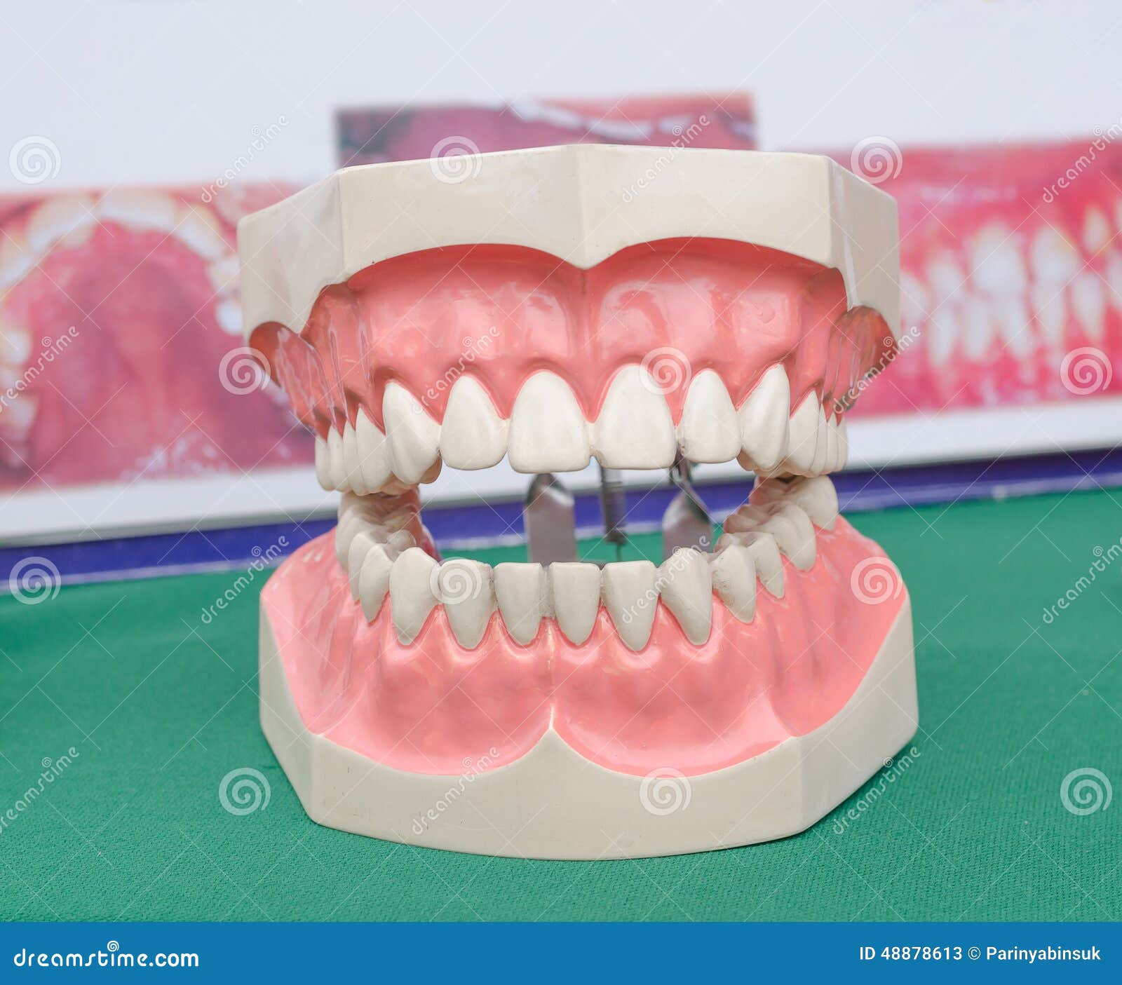 Dentoform, Dental Teeth Model Stock Image - Image of oral, hygiene ...