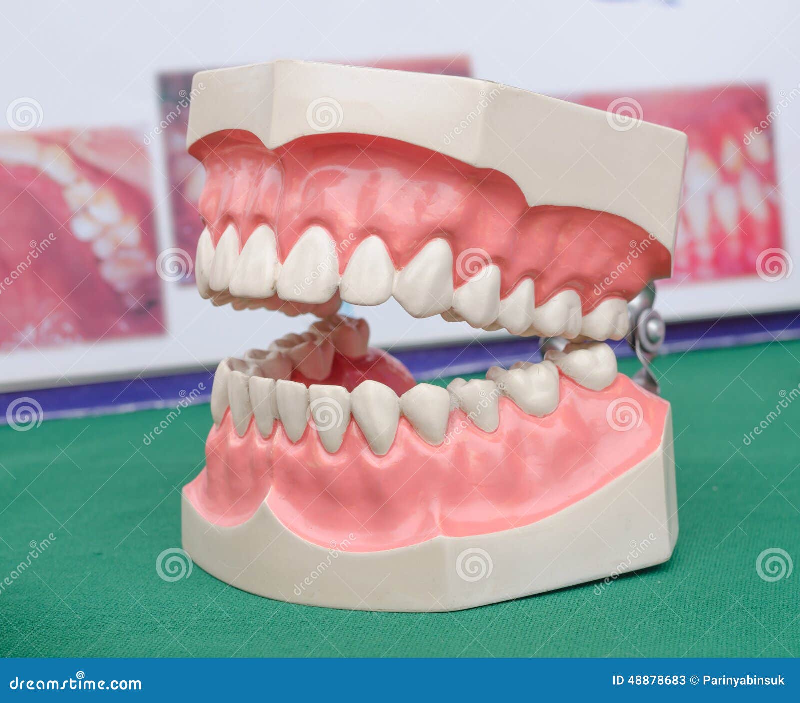 Dentoform, Dental Teeth Model Stock Image - Image of healthcare, care ...