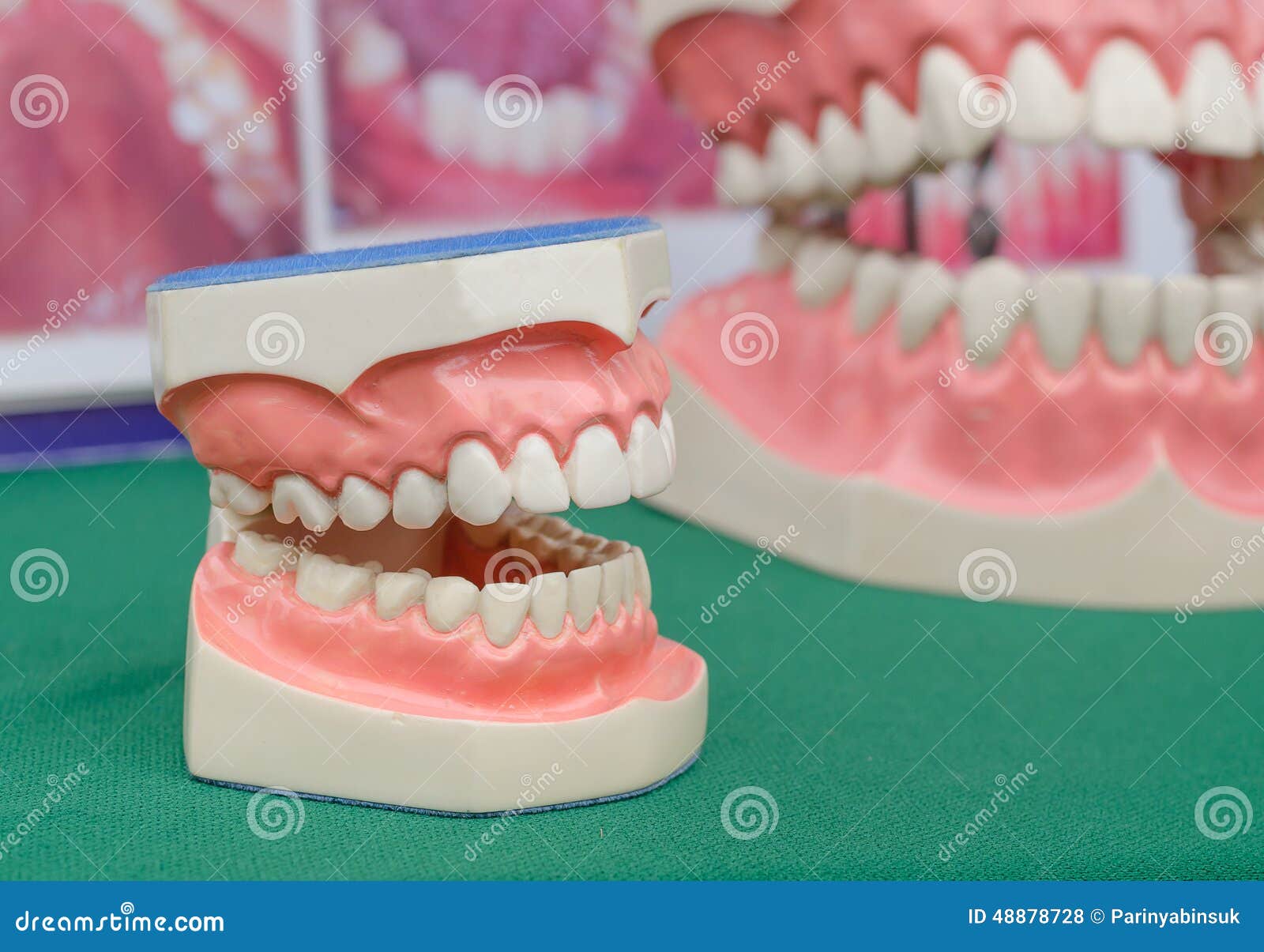 Dentoform, Dental Teeth Model Stock Image | CartoonDealer.com #48878641