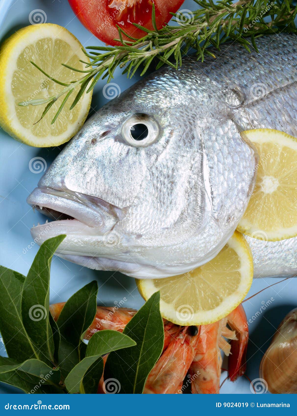 Denton, Mediterranean Sparus Fish Stock Image - Image of mediterranean ...