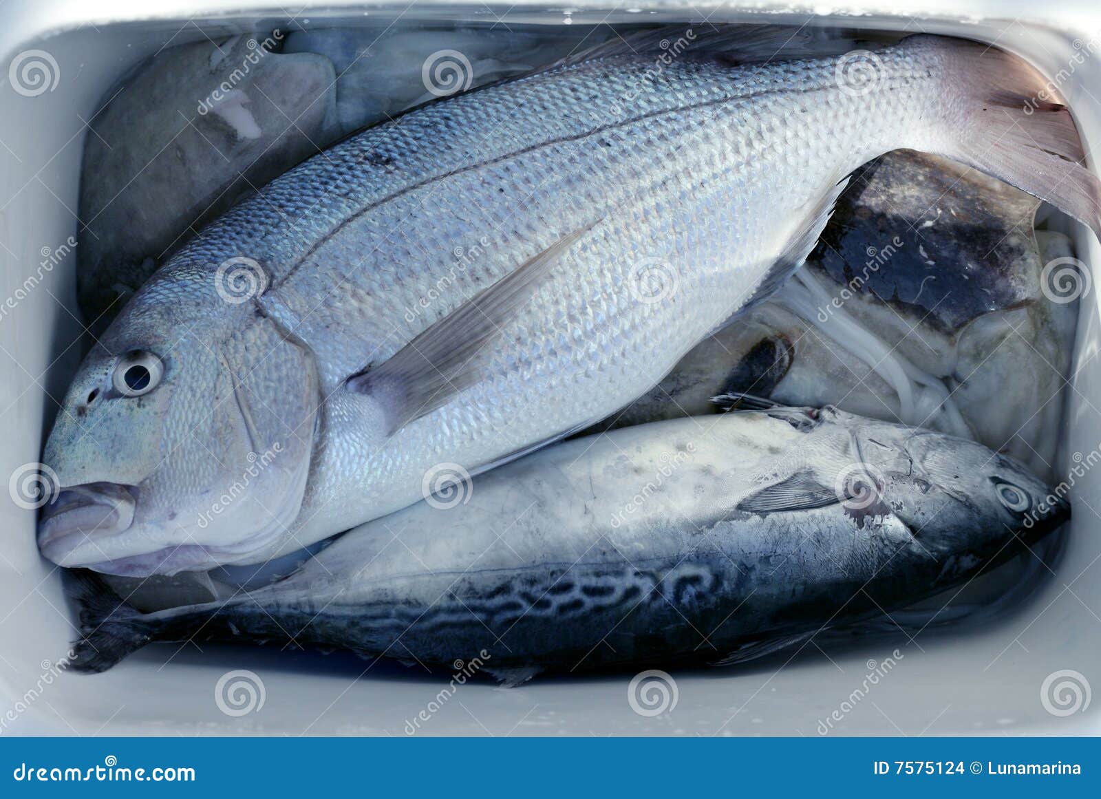 Denton, Mediterranean Sparus, Gilthead, Snapper Stock Photo - Image of ...