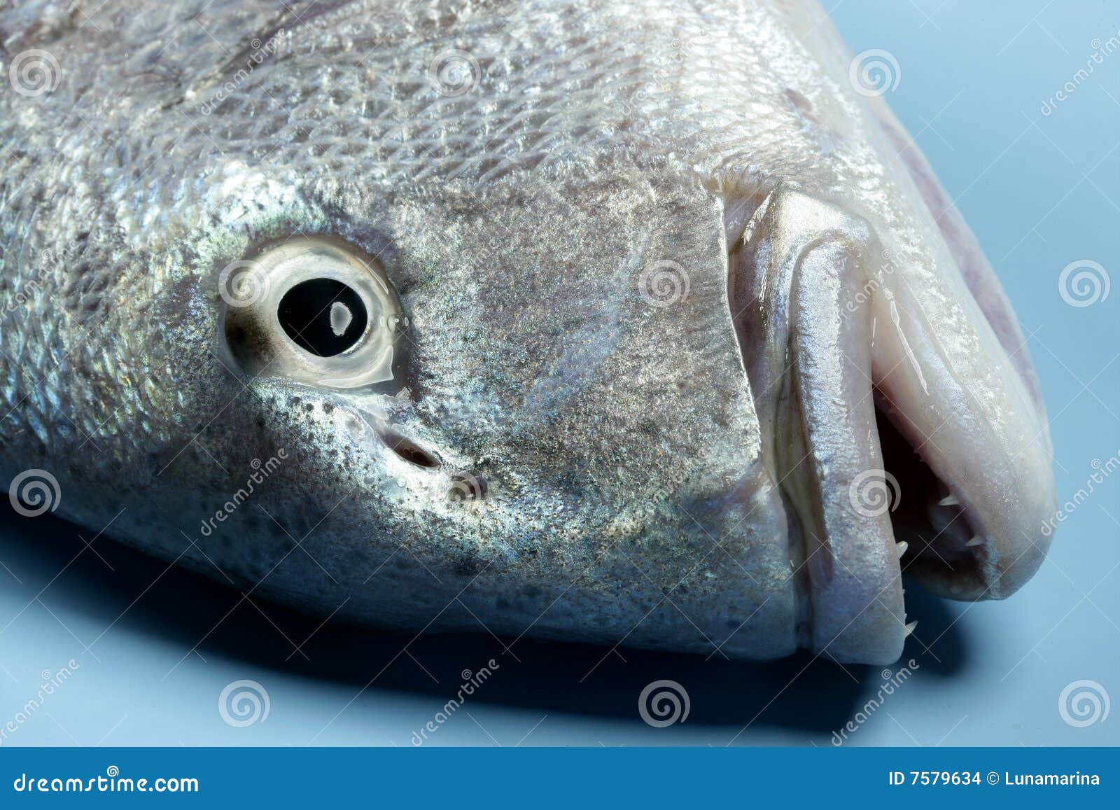 Denton, Mediterranean Sparus, Gilthead, Snapper Stock Photo - Image of ...