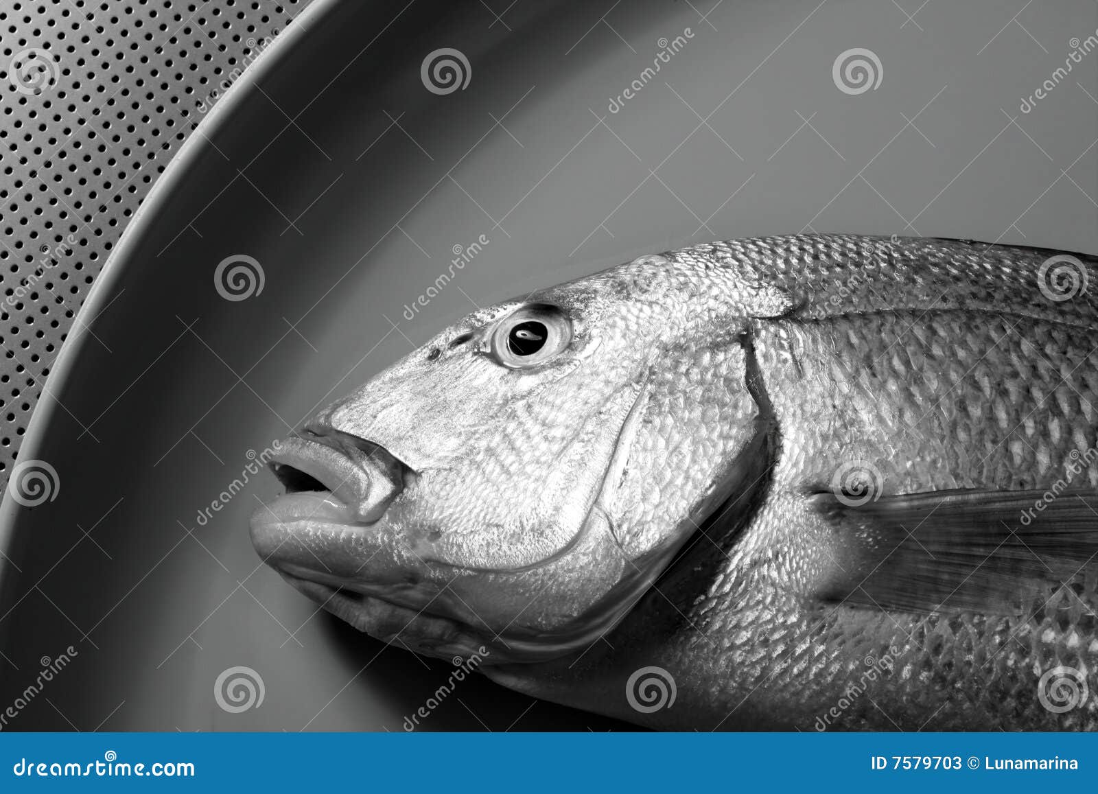 Denton, Mediterranean Sparus, Gilthead, Snapper Stock Image - Image of ...