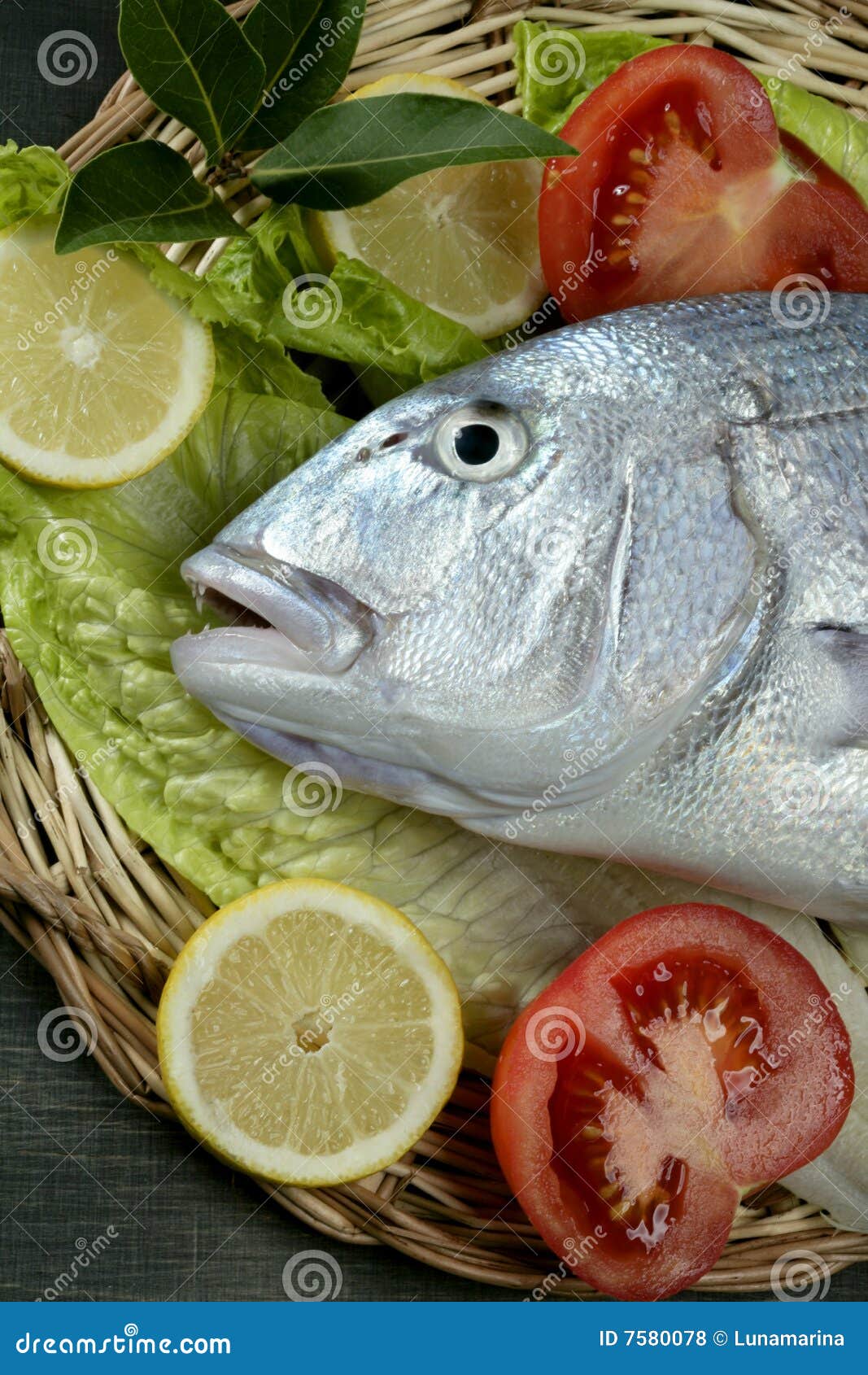 Denton, Mediterranean Sparus, Gilthead, Snapper Stock Photo - Image of ...