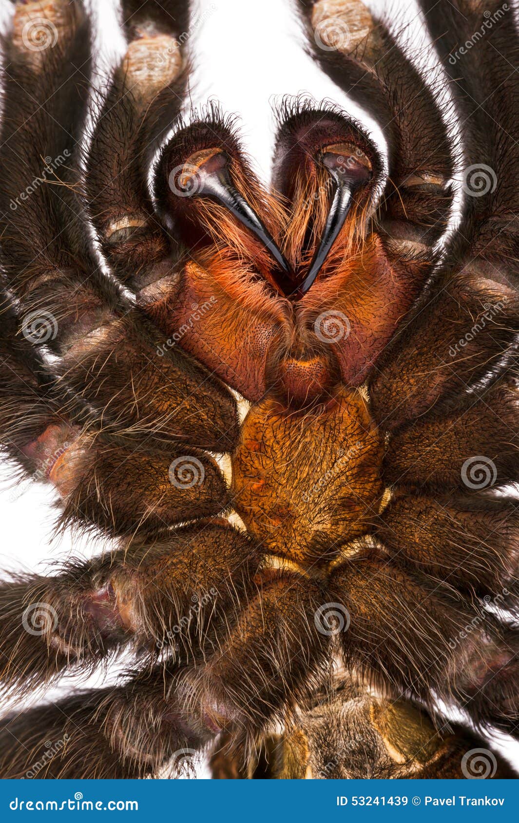 Dents de tarentule image stock. Image du dent, insecte - 53241439