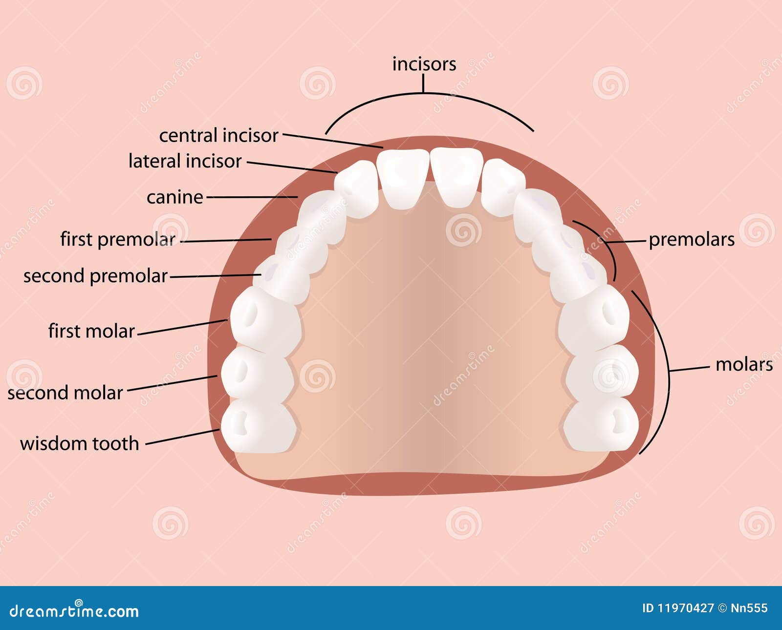 Dents humaines illustration de vecteur. Illustration of oral - 11970427