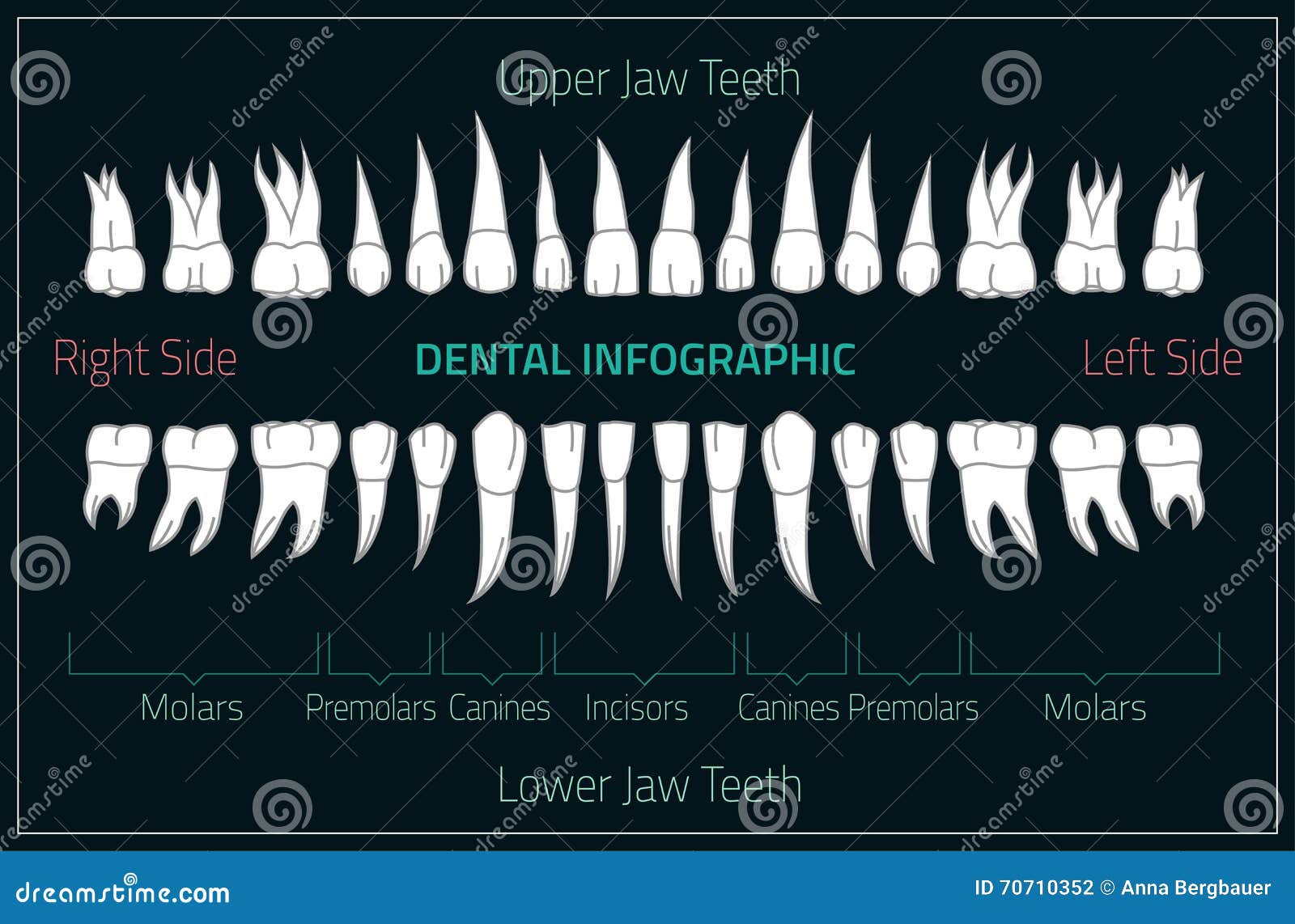 Dents Humaines Infographic Dents Infographic Illustration de Vecteur ...