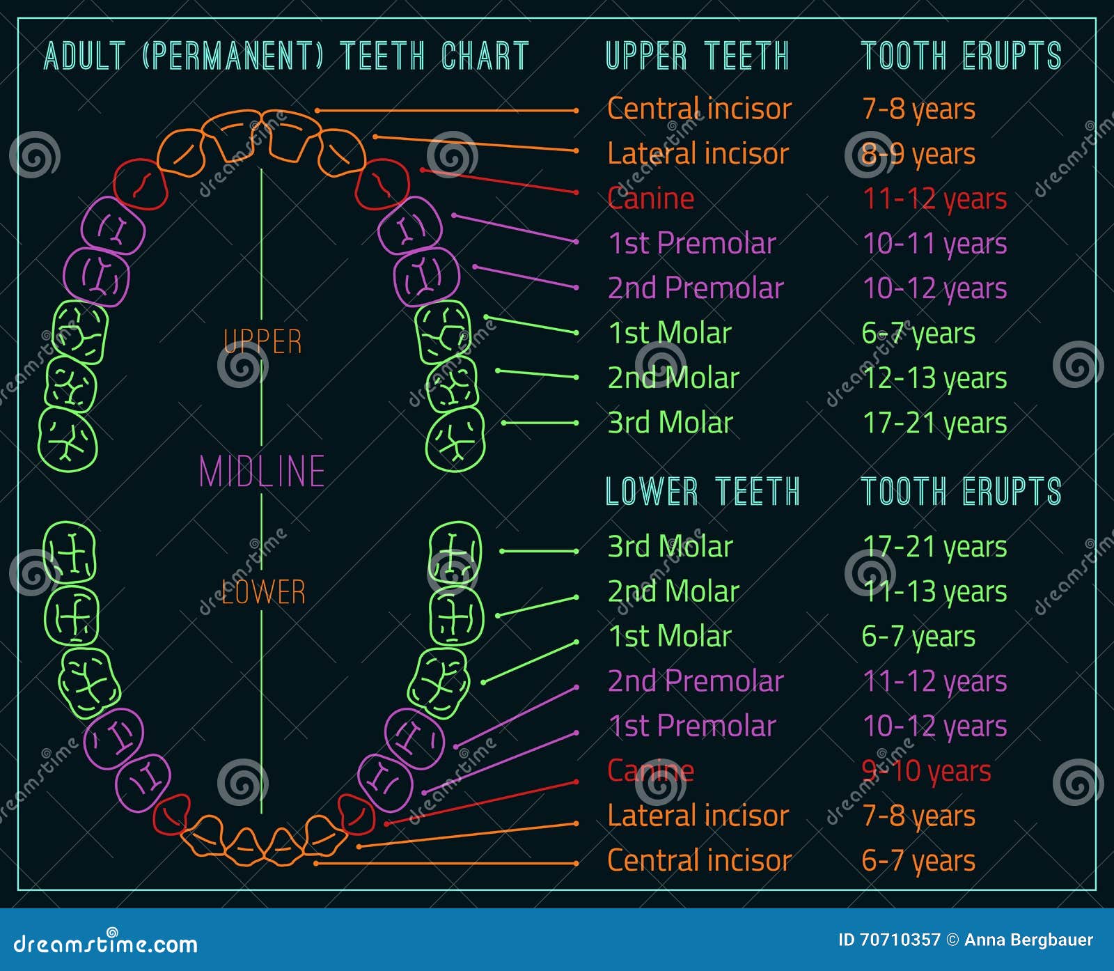 Dents Humaines Infographic Dents Infographic Illustration de Vecteur ...