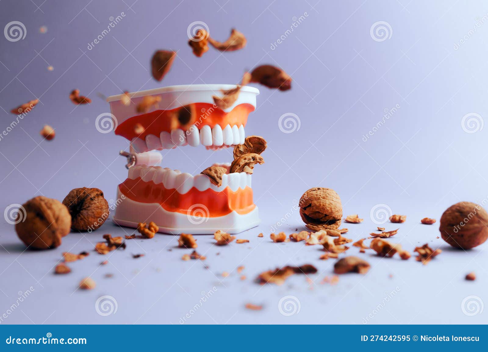 Denture Medical Model Biting into Hard Walnut Cracking the Shells Stock ...