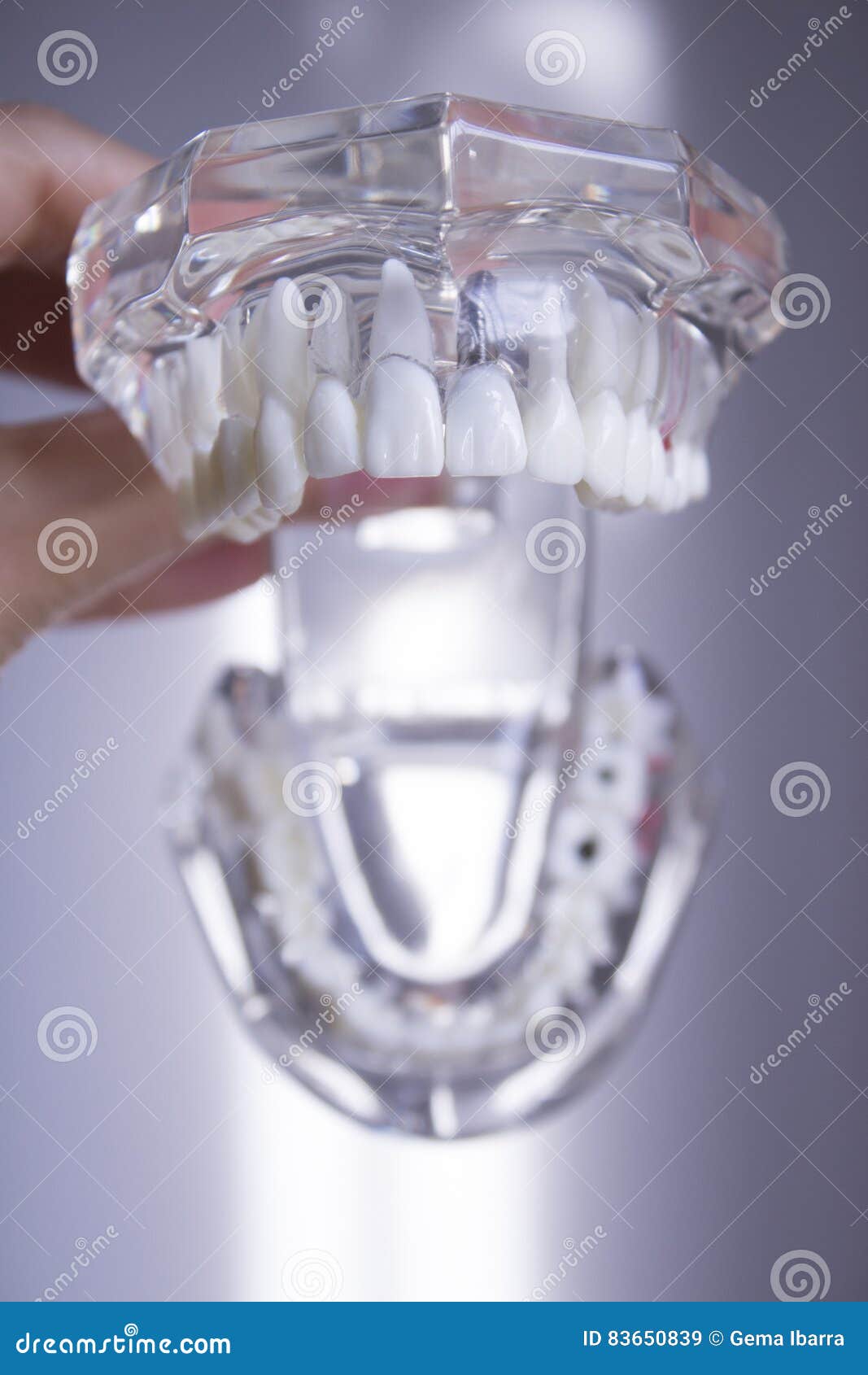 Denture for Students Transparent Stock Image - Image of dentures, model ...