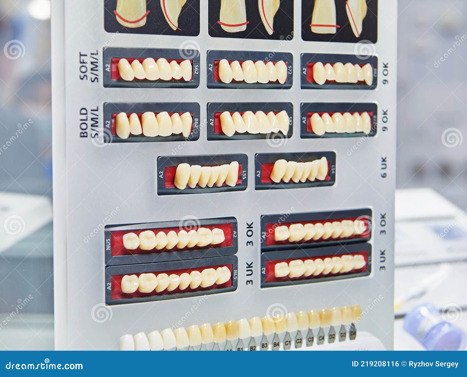 Denture teeth on stand stock photo. Image of smile, stomatology - 219208116